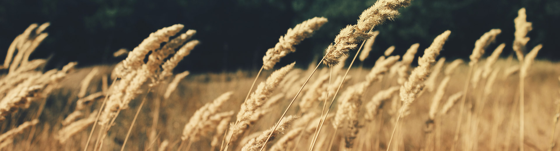 The Book of Joshua | Pentecostal Theology