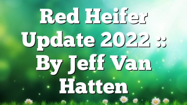 Red Heifer Update 2022 :: By Jeff Van Hatten | Pentecostal Theology